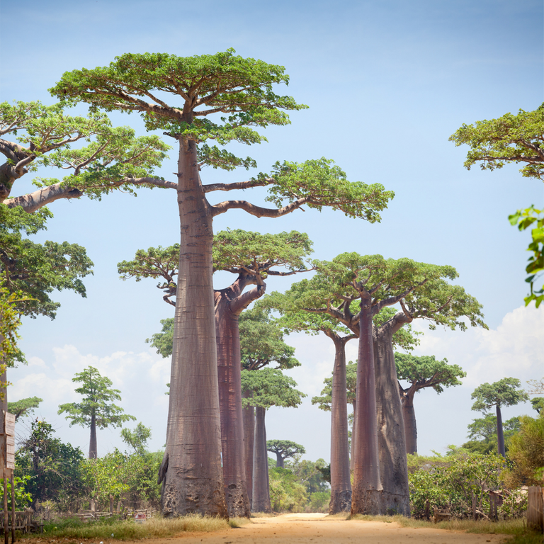 What is the Baobab Tree? – Tiiga
